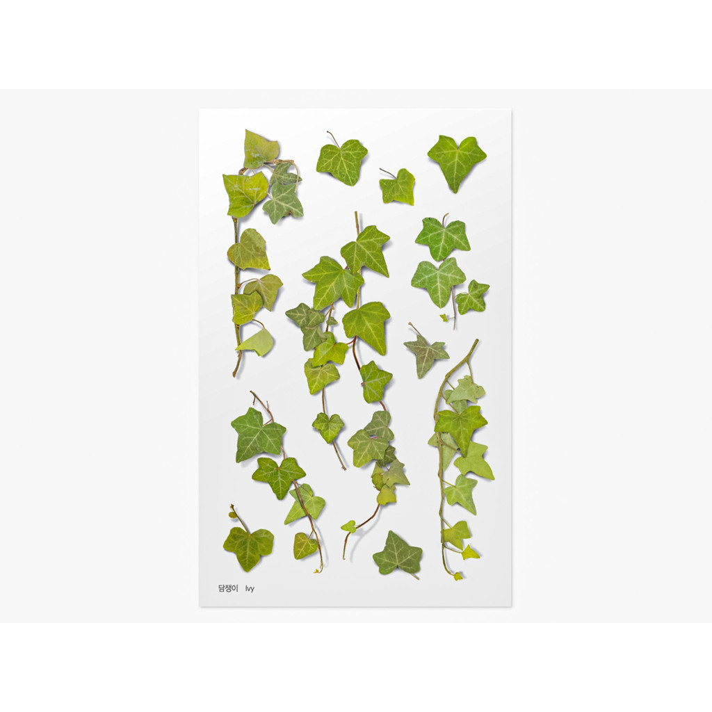 Appree Pressed Flower Stickers - Ivy Leaves - APS-026 | Kuldlelu