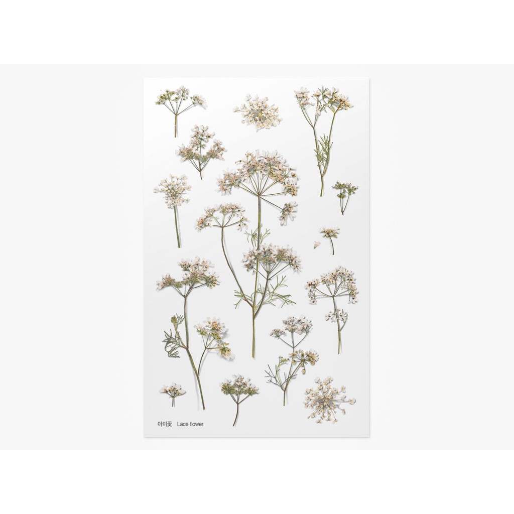 Appree Pressed Plant Stickers - Lace Flower - APS-027 | Kuldlelu