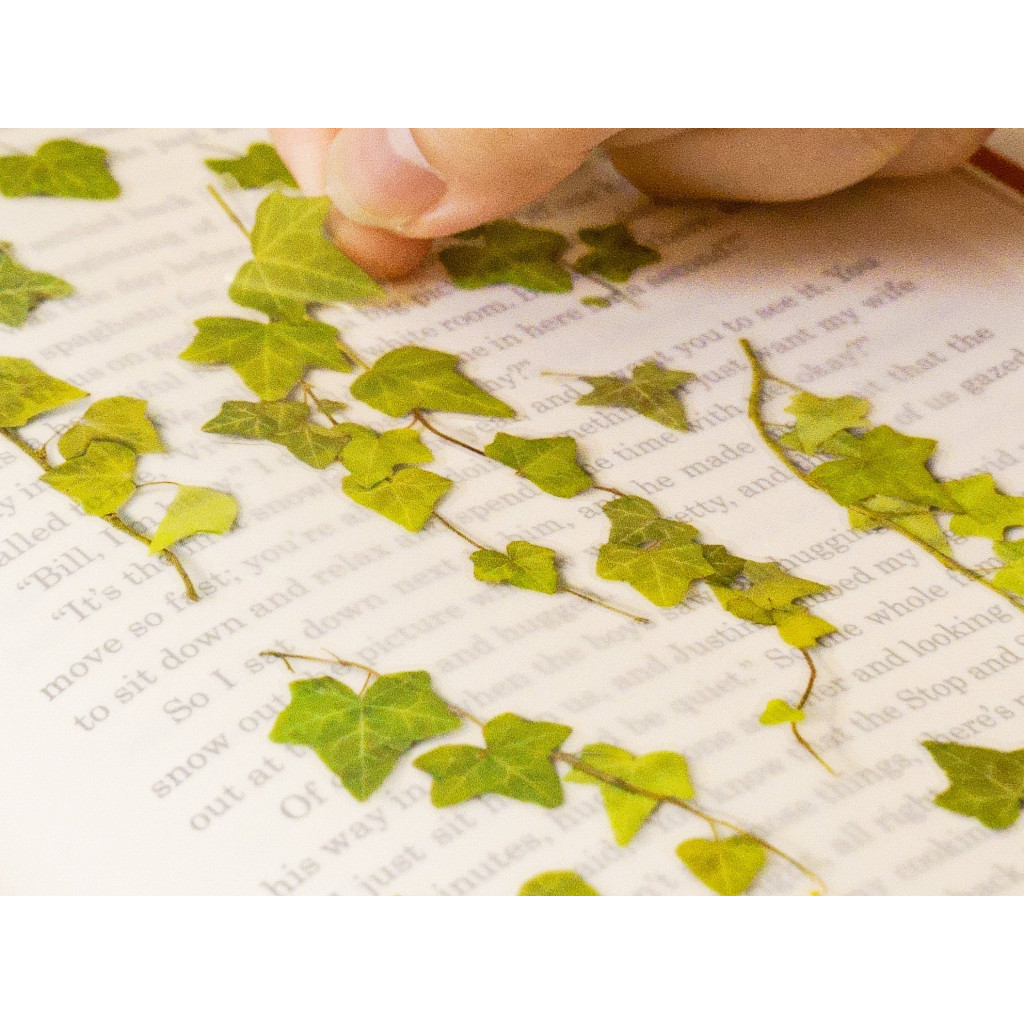 Appree Pressed Flower Stickers - Ivy Leaves - APS-026 | Kuldlelu