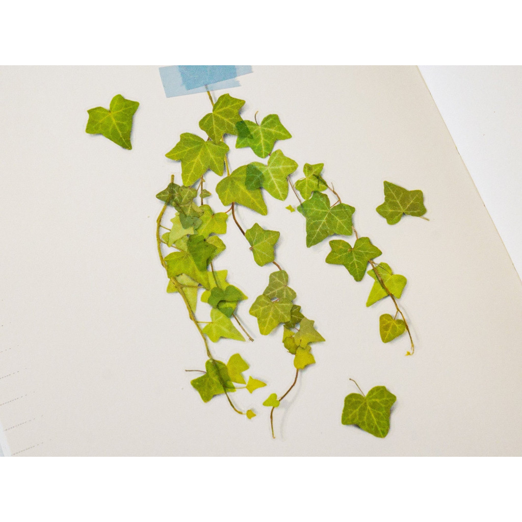 Appree Pressed Flower Stickers - Ivy Leaves - APS-026 | Kuldlelu