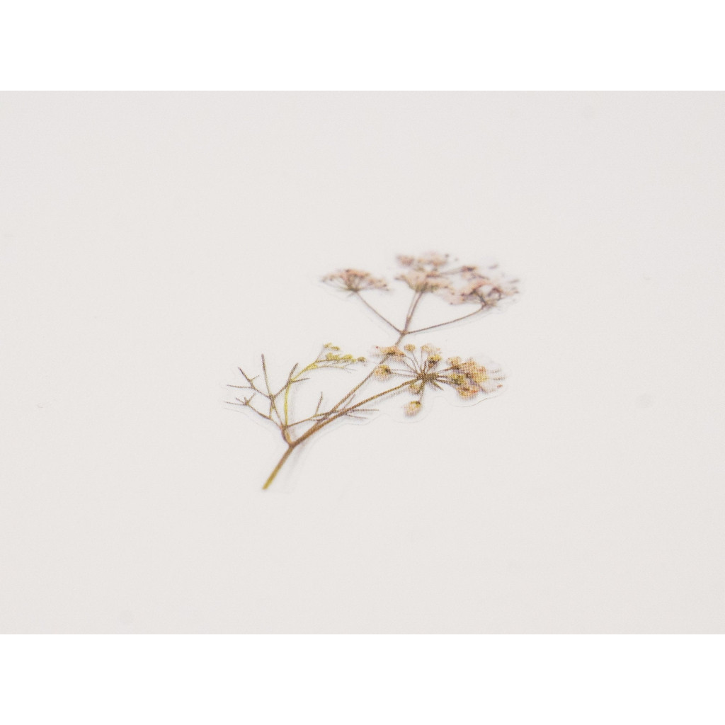 Appree Pressed Plant Stickers - Lace Flower - APS-027 | Kuldlelu