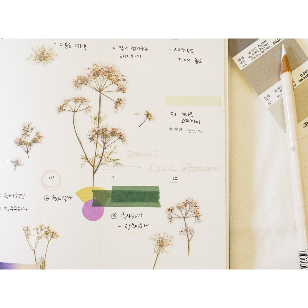 Appree Pressed Plant Stickers - Lace Flower - APS-027 | Kuldlelu